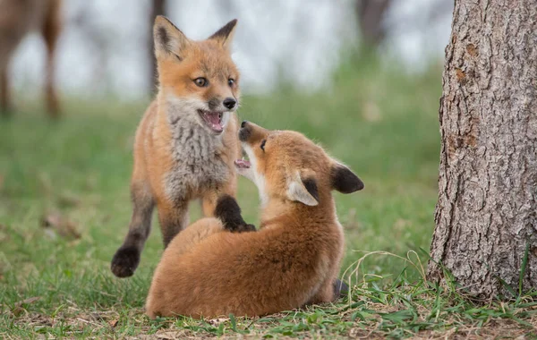 Cute Red Foxes Together Captured Park Stock Photo by ©jill@ghostbear.org 386835098