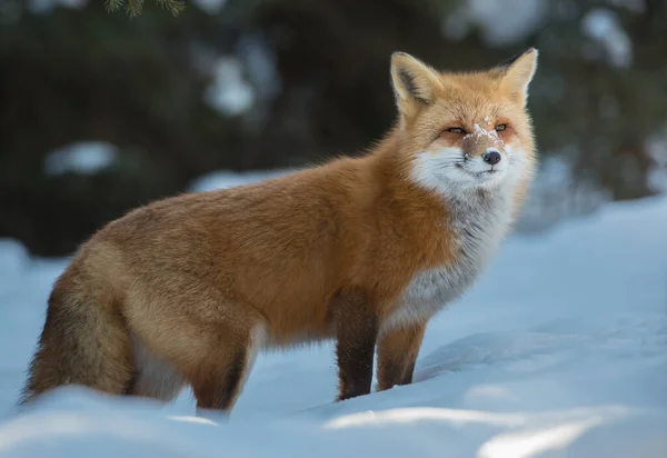 Fox canada Stock Photos, Royalty Free Fox canada Images | Depositphotos