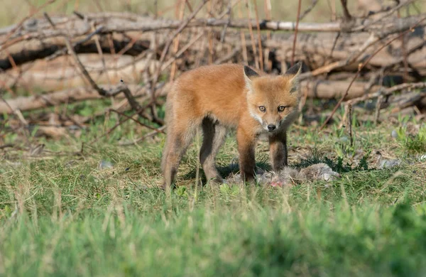 Red fox cub Stock Photos, Royalty Free Red fox cub Images | Depositphotos