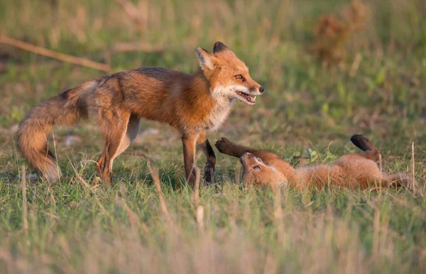 Volatile india foxes Stock Photos, Royalty Free Volatile india foxes ...