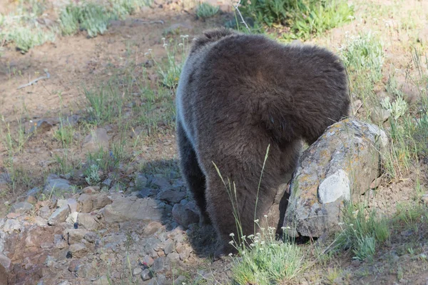 Bear poop Stock Photos, Royalty Free Bear poop Images | Depositphotos