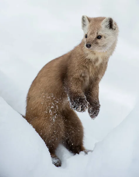 Marten angry Stock Photos, Royalty Free Marten angry Images | Depositphotos