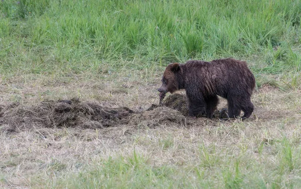 Bear poop Stock Photos, Royalty Free Bear poop Images | Depositphotos