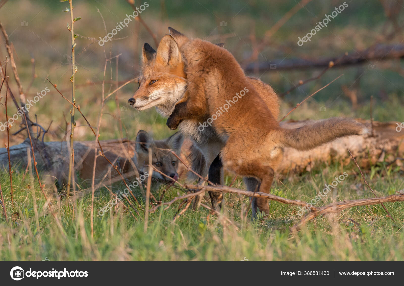 Cute Red Foxes Together Captured Park Stock Photo by ©jill@ghostbear ...