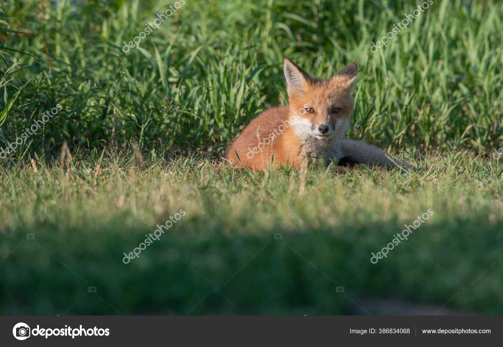 Cute Red Foxes Grass Park Stock Photo by ©jill@ghostbear.org 386834068