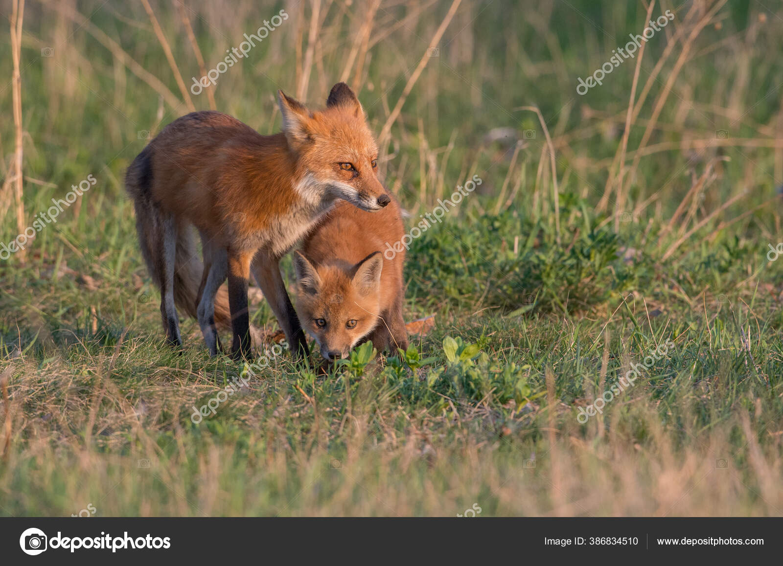 Cute Red Foxes Together Captured Park Stock Photo by ©jill@ghostbear ...