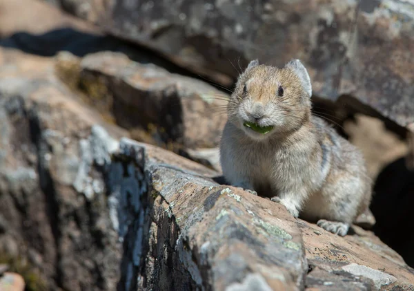 Pika del norte Stock Photos, Royalty Free Pika del norte Images ...