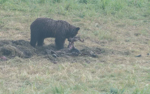 Bear and cow Stock Photos, Royalty Free Bear and cow Images | Depositphotos