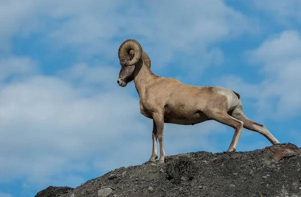 Mouflon sheep hawaii Stock Photos, Royalty Free Mouflon sheep hawaii ...
