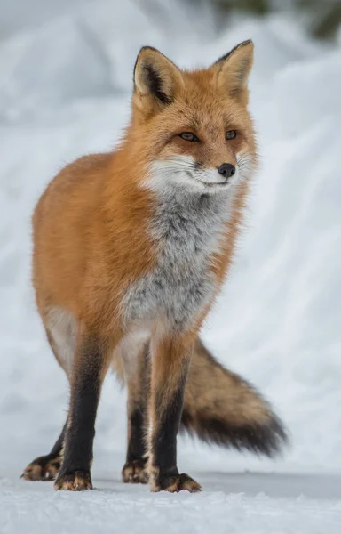 Animal rouge Stock Photos, Royalty Free Animal rouge Images | Depositphotos