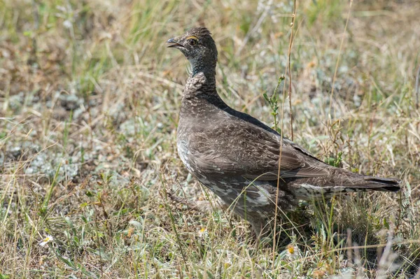 Female grouse Stock Photos, Royalty Free Female grouse Images ...
