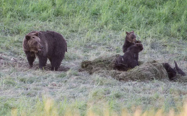 Yellowstone predators Stock Photos, Royalty Free Yellowstone predators ...