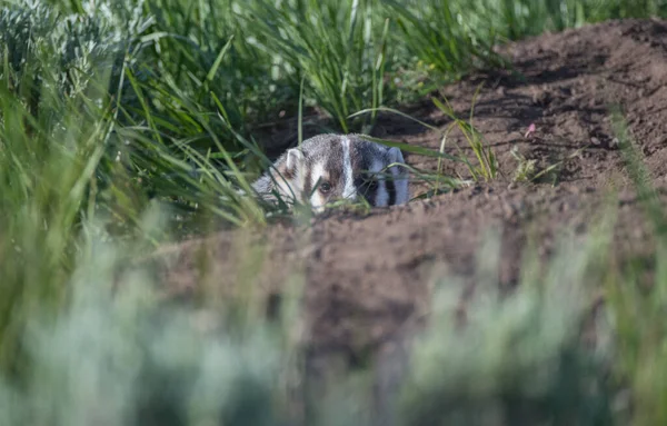 Checking for moles Stock Photos, Royalty Free Checking for moles Images ...