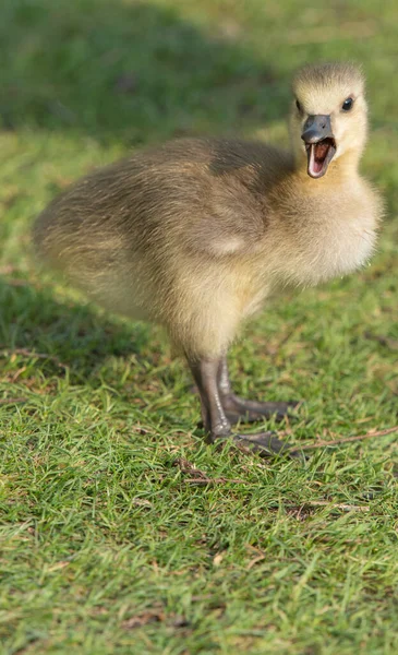 Young laughing goose Stock Photos, Royalty Free Young laughing goose ...