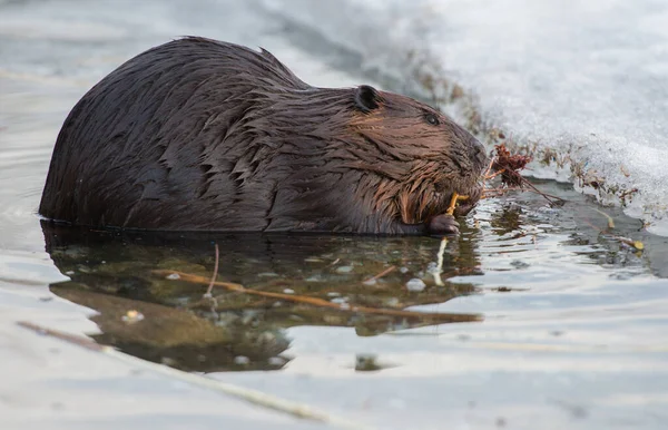 Castor comiendo Stock Photos, Royalty Free Castor comiendo Images ...