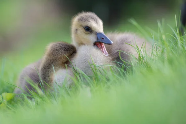 Young laughing goose Stock Photos, Royalty Free Young laughing goose ...