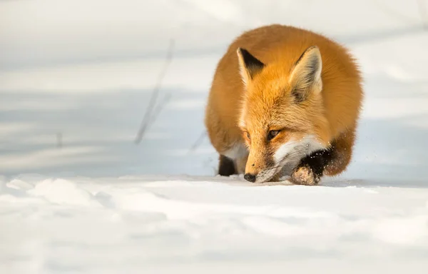 Red fox snow Stock Photos, Royalty Free Red fox snow Images | Depositphotos