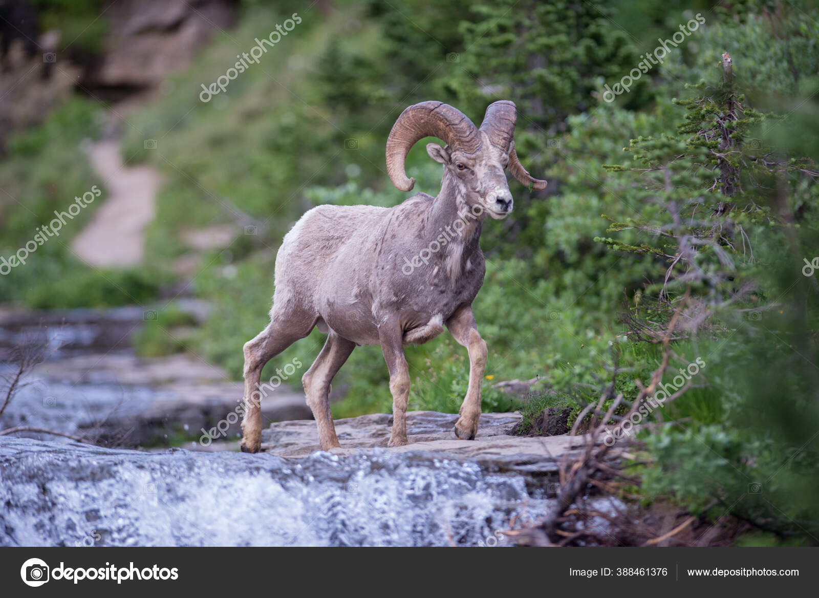Bighorn Ram Wild — Stock Photo © jill@ghostbear.org #388461376