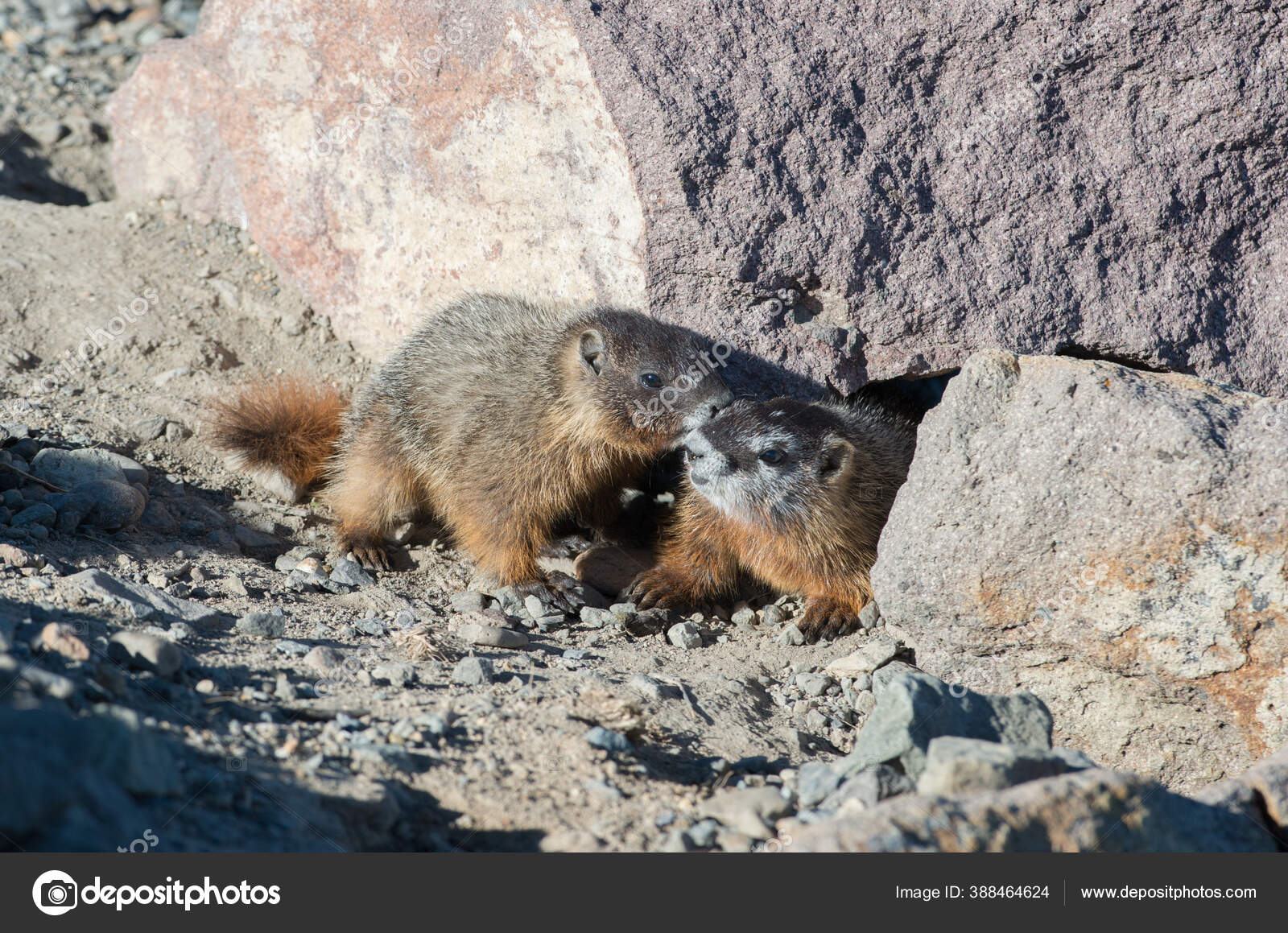 Cute Baby Marmot