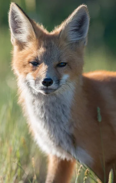 Fox funny Stock Photos, Royalty Free Fox funny Images | Depositphotos