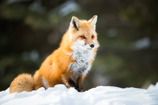 Red Fox Wild — Stock Photo © jill@ghostbear.org #386521638
