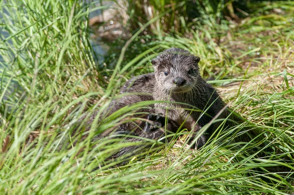 American otter Stock Photos, Royalty Free American otter Images ...