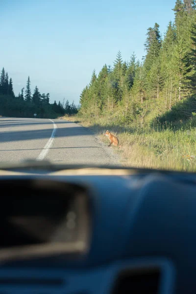 Roadkill on highway Stock Photos, Royalty Free Roadkill on highway ...