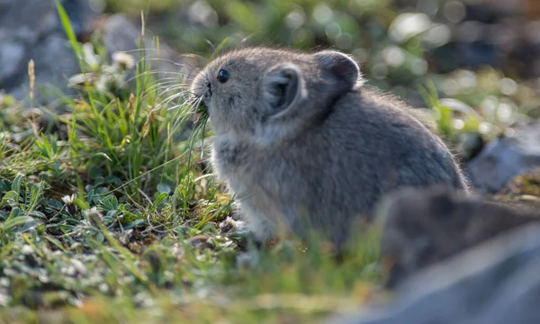 Pika del norte Stock Photos, Royalty Free Pika del norte Images ...