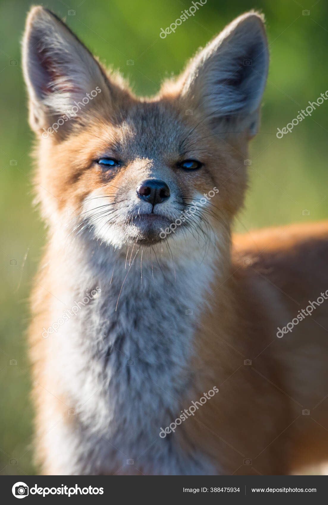 Red Fox Wild — Stock Photo © jill@ghostbear.org #388475934