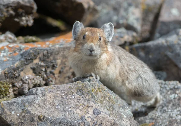 Pika del norte Stock Photos, Royalty Free Pika del norte Images ...