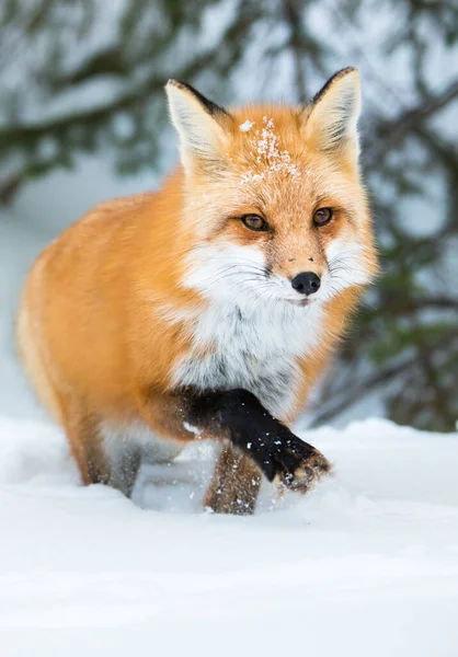 Red Fox Wild — Stock Photo © jill@ghostbear.org #386829276