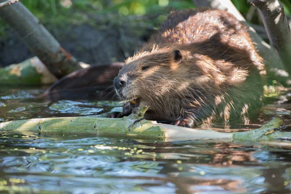 Castor comiendo Stock Photos, Royalty Free Castor comiendo Images ...