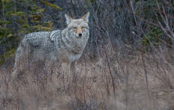 Angry coyote Stock Photos, Royalty Free Angry coyote Images | Depositphotos