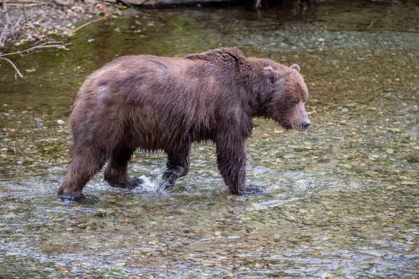 Fotos de Bear in the wild, Imagens de Bear in the wild sem royalties ...