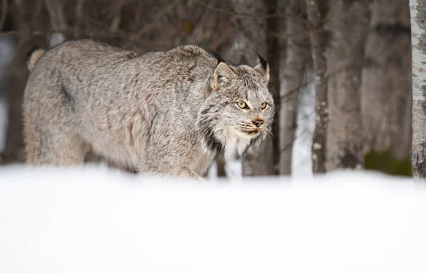 Canadian Lynx Wild Stock Photo by ©jill@ghostbear.org 403760998