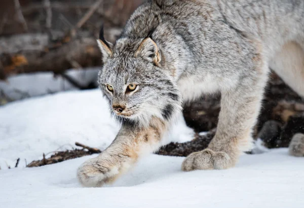 Canadian Lynx Snow