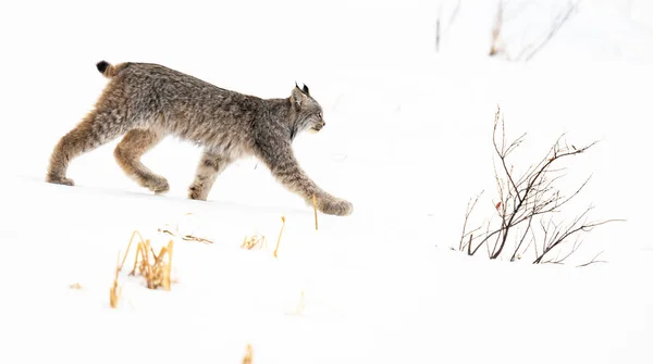 Running lynx Stock Photos, Royalty Free Running lynx Images | Depositphotos