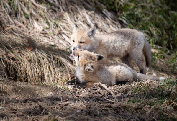 Red fox pups Stock Photos, Royalty Free Red fox pups Images | Depositphotos