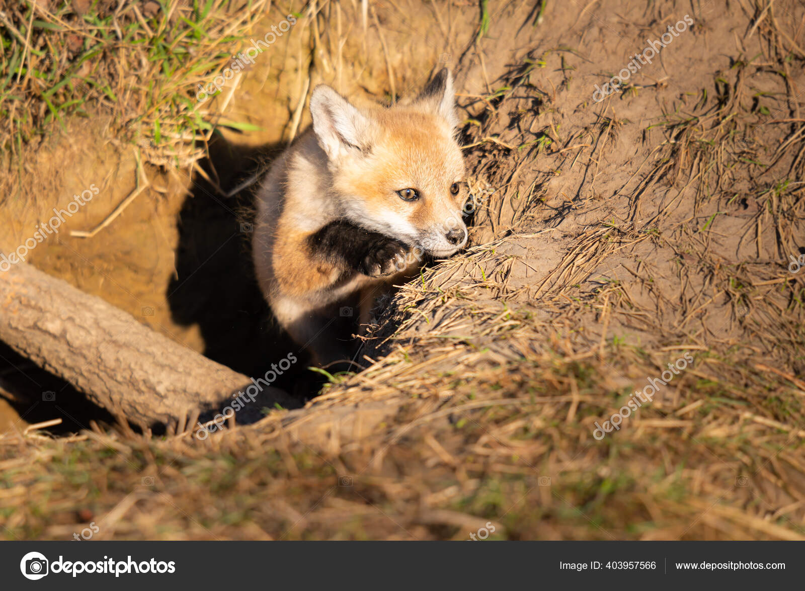 Red Fox Kits Wild — Stock Photo © jill@ghostbear.org #403957566