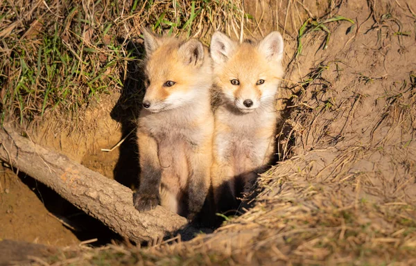 Fox kits Stock Photos, Royalty Free Fox kits Images | Depositphotos