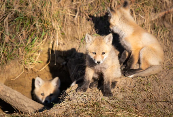 Red fox pups Stock Photos, Royalty Free Red fox pups Images | Depositphotos