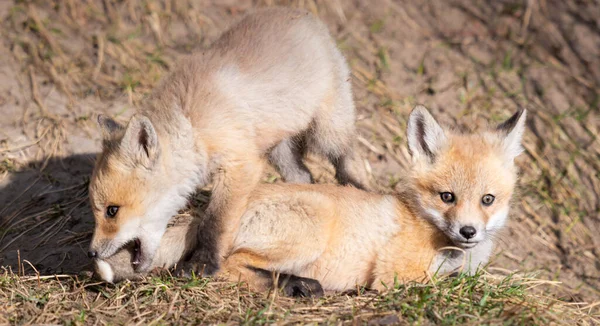 Fox kits Stock Photos, Royalty Free Fox kits Images | Depositphotos