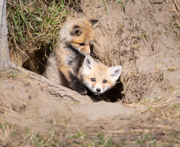 Red fox pups Stock Photos, Royalty Free Red fox pups Images | Depositphotos