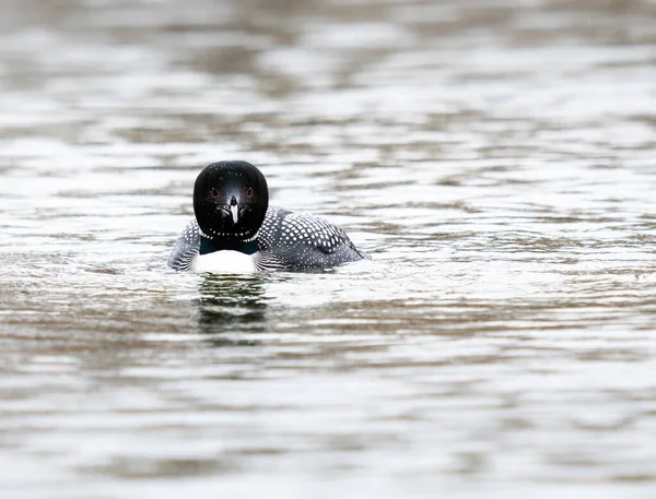Ontario loon Stock Photos, Royalty Free Ontario loon Images | Depositphotos