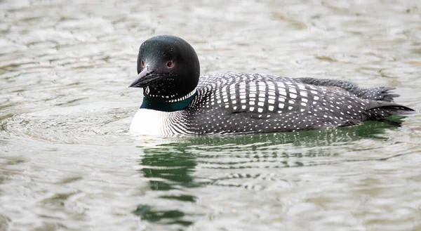 Ontario loon Stock Photos, Royalty Free Ontario loon Images | Depositphotos