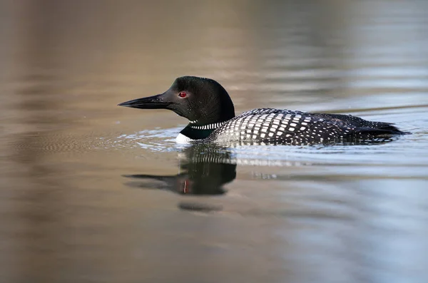 Common loon canada Stock Photos, Royalty Free Common loon canada Images ...