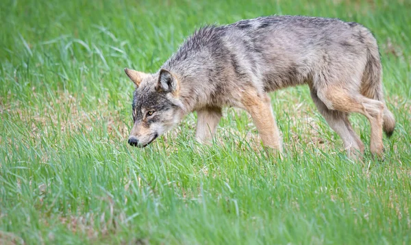 Spotted wolf Stock Photos, Royalty Free Spotted wolf Images | Depositphotos