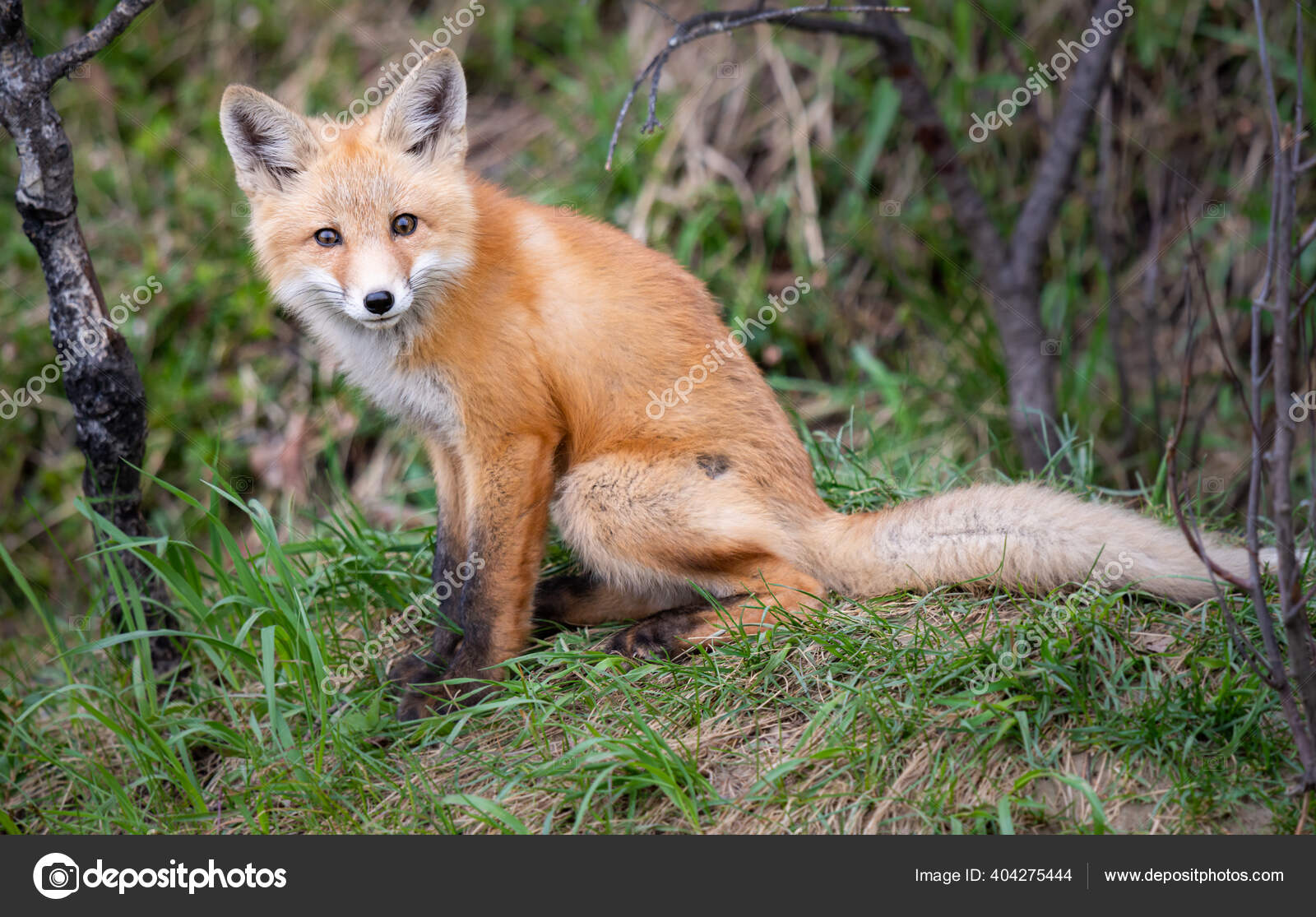 Canadian Fox