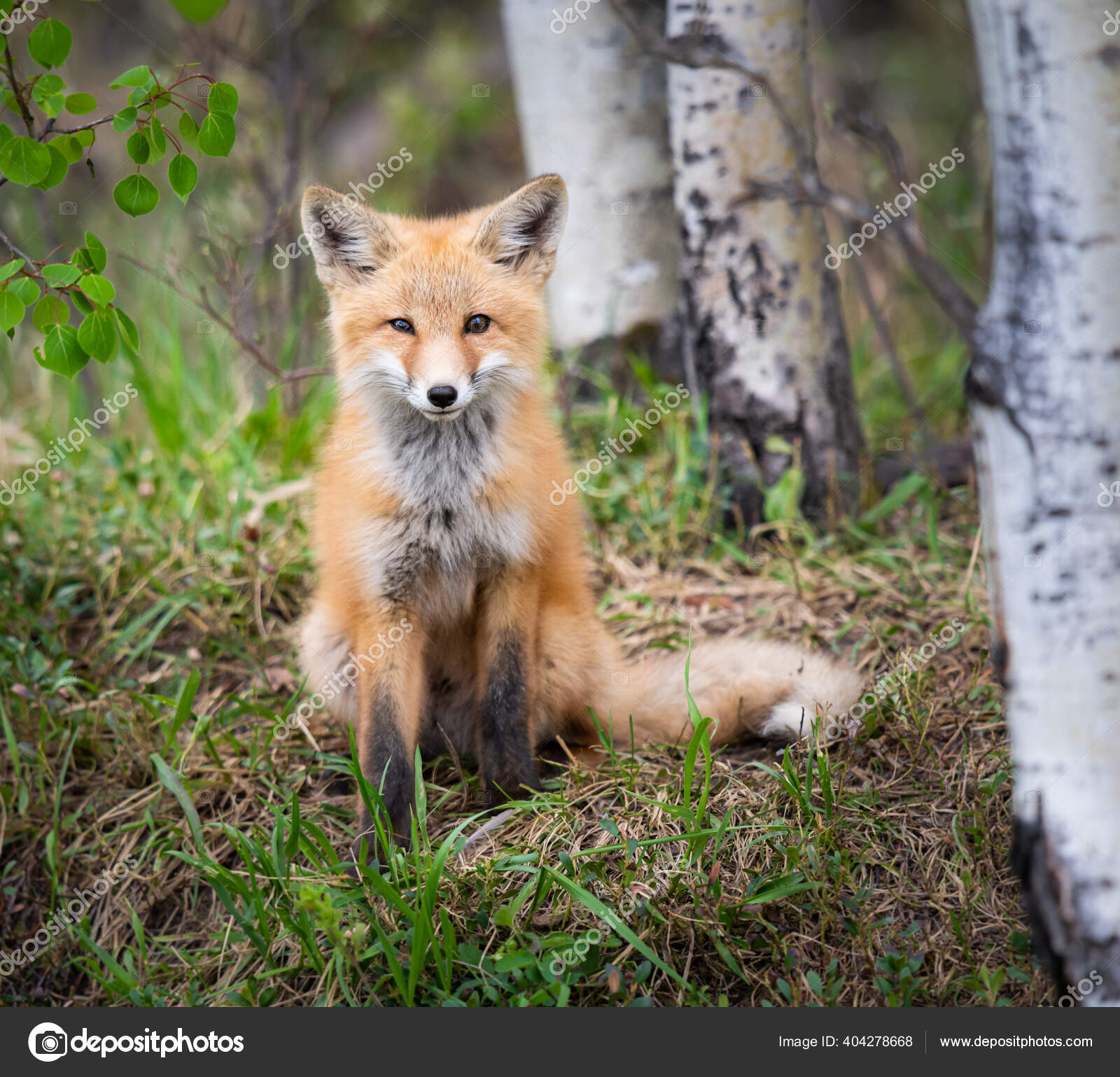 Canadian Fox