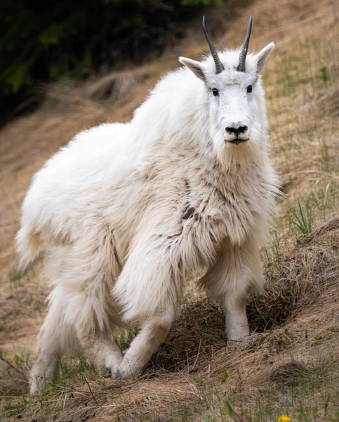 Male mountain goat Stock Photos, Royalty Free Male mountain goat Images ...